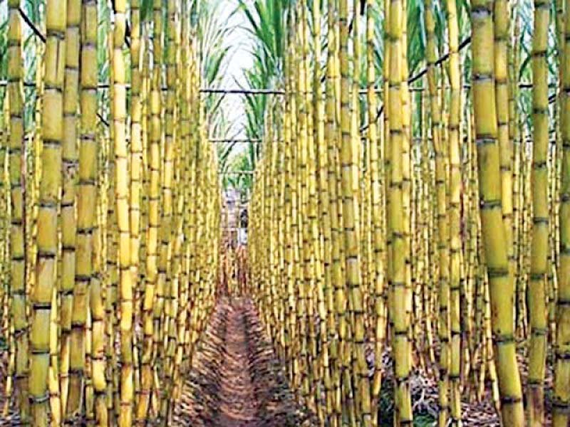 Sugarcane Object Detection Model By Monster