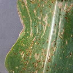 Corn Leaf Diseases Object Detection Dataset by skimok7