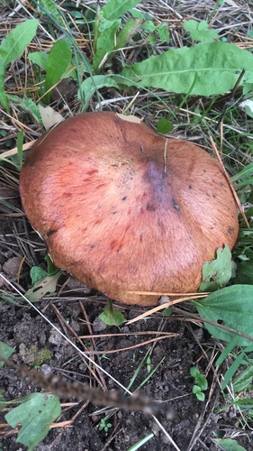 Mushrooms100 Object Detection Dataset V16 Dataset 14 Types 2 By