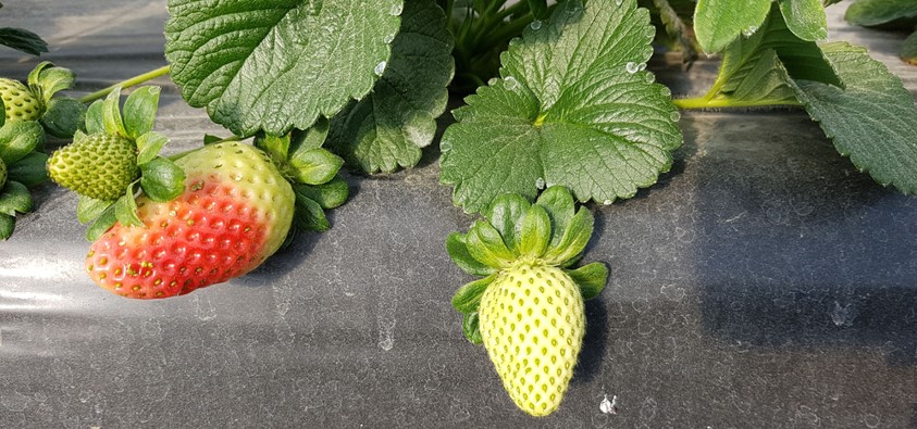 How To Use The Strawberry Ripeness Detection Object Detection Api