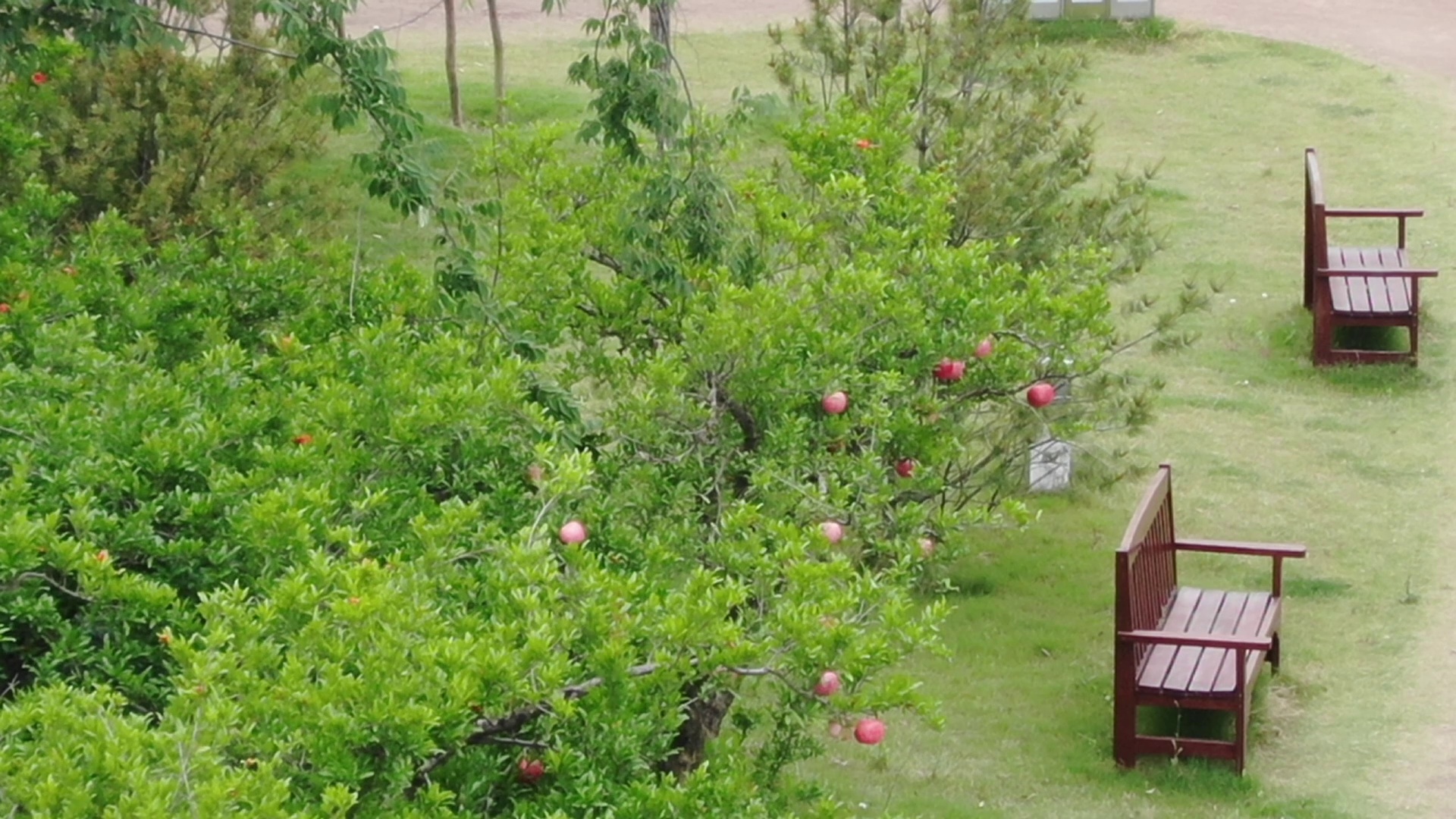 Apple Object Detection Dataset by wangwang