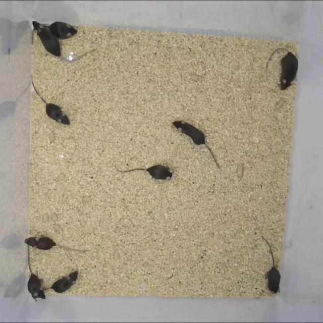 Mouse Detect Object Detection Model by MiceTrack