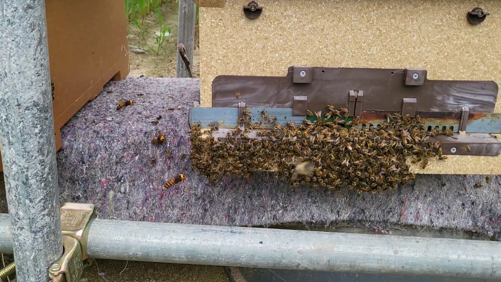 Hornet Object Detection Dataset by project-eb25j