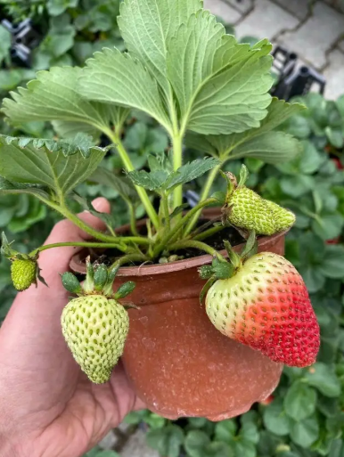 anjana(growth analysis) Classification Dataset and Pre-Trained Model by ...