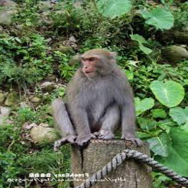 monkey Object Detection Model by asd