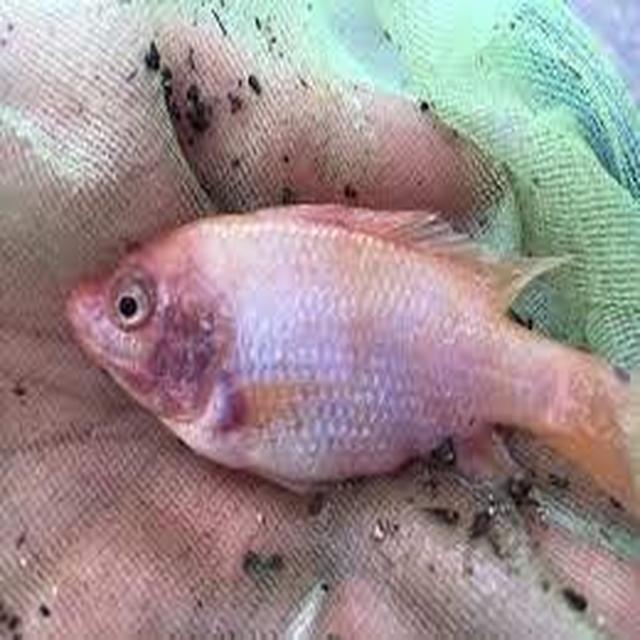 Tilapia_detection Object Detection Dataset and Pre-Trained Model by Traitement des images