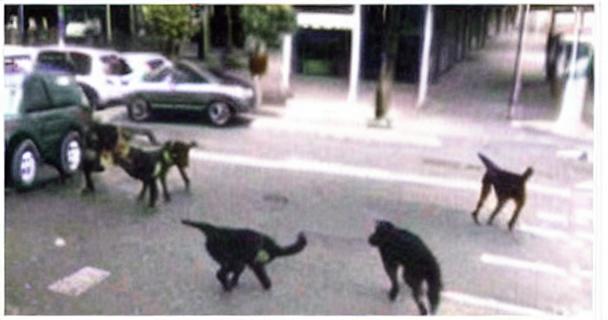 dog_detection_for_smart_cities_V1 Object Detection Dataset by FirstGranadadog