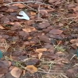 Litter Collection Object Detection Dataset by AAU Litter Collection