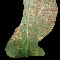 Corn Disease Part 2 Object Detection Dataset and Pre-Trained Model by tugasakhirabraham