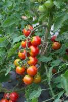 tomato segmentation Instance Segmentation Model by Rashmi Shakya