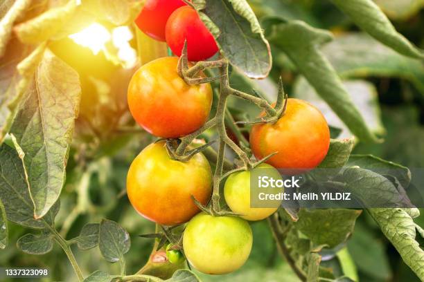 tomato Object Detection Dataset and Pre-Trained Model by Rashmi Shakya