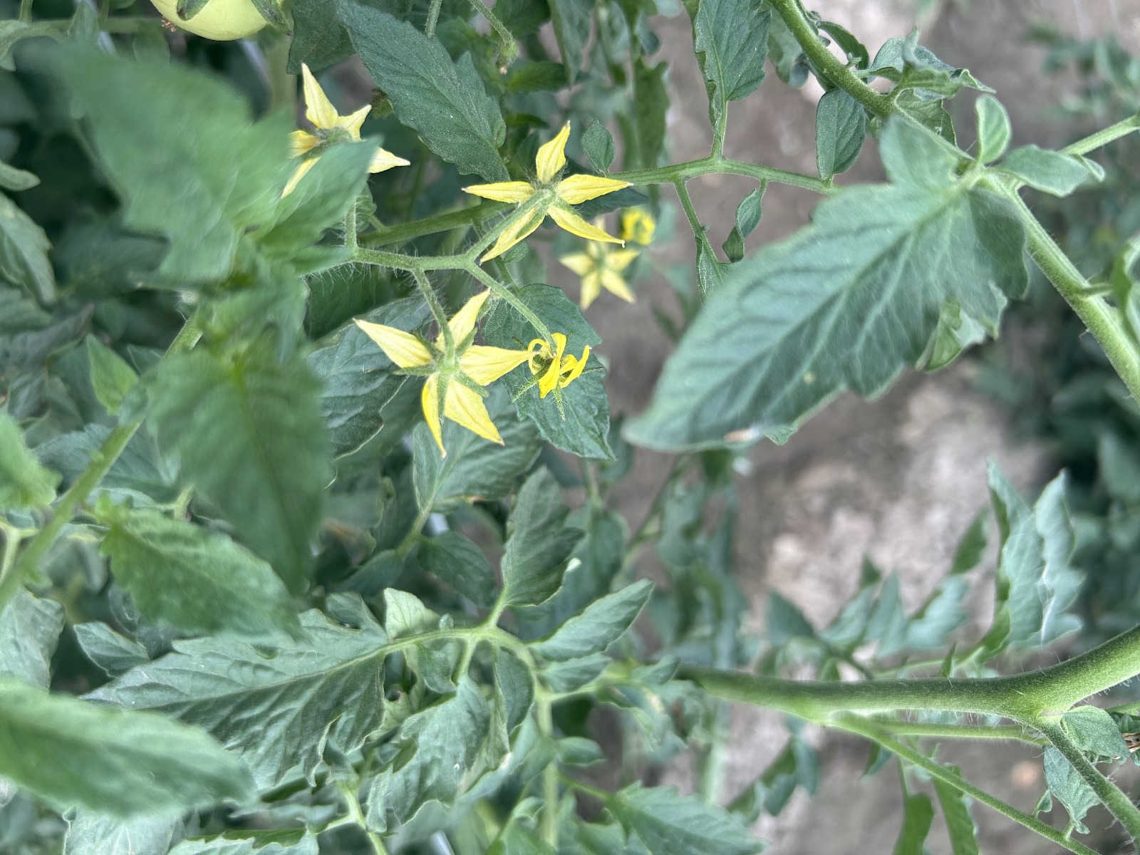 Tomato Monitoring Object Detection Dataset by Tomato plants