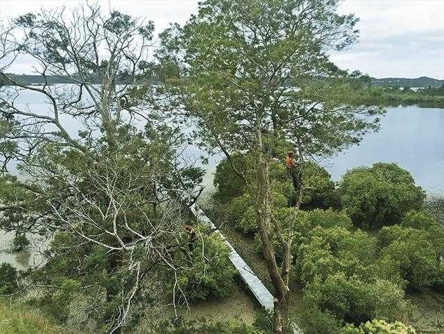 Trees Object Detection Dataset by AeonX Dev