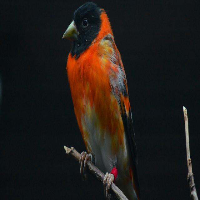 birds-pre Object Detection Dataset by cui