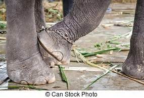 Elephant Model Object Detection Dataset and Pre-Trained Model by Walailak University