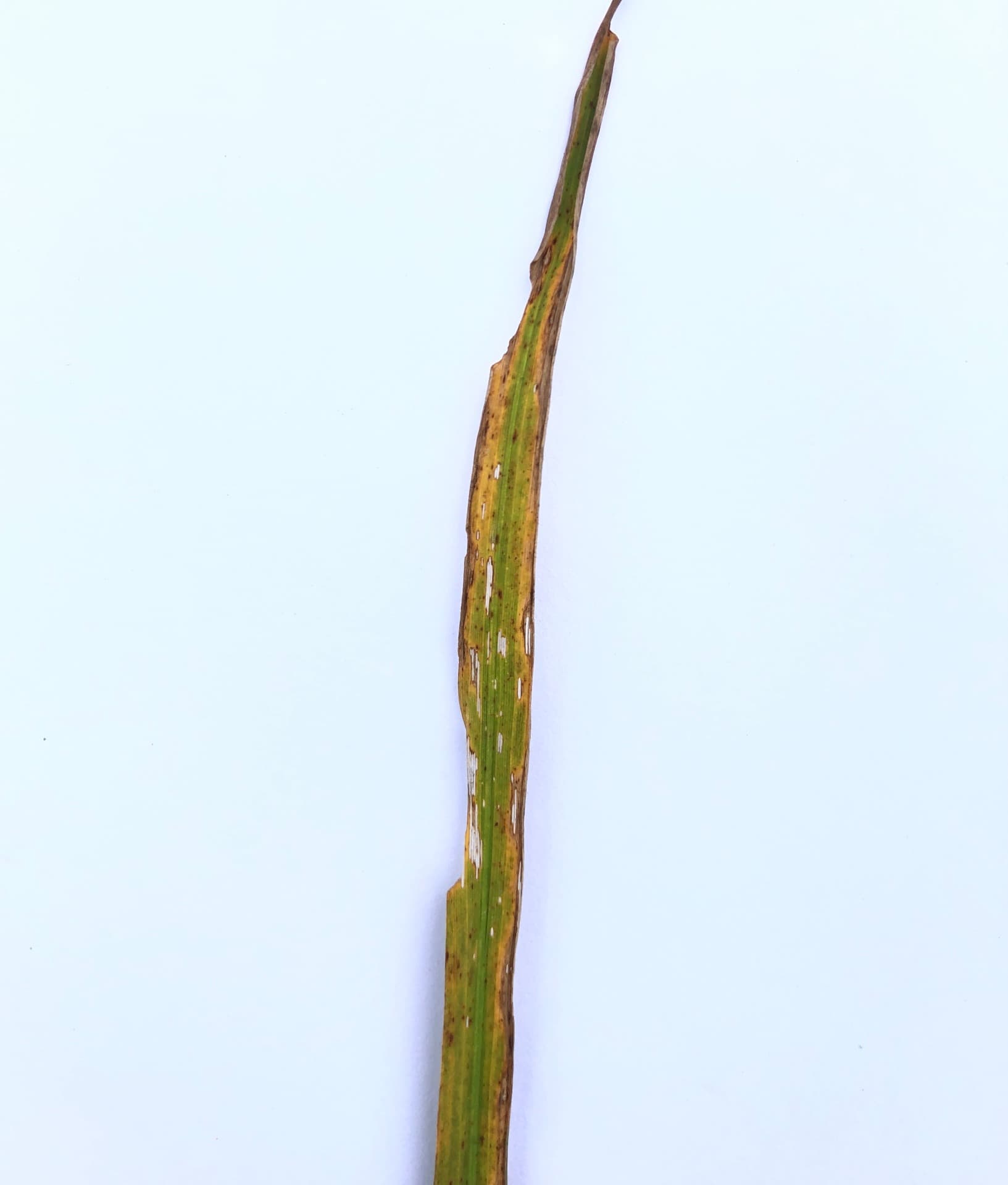 Rice Leaf Diseases Object Detection Dataset V3 2023 12 23 11 09am By