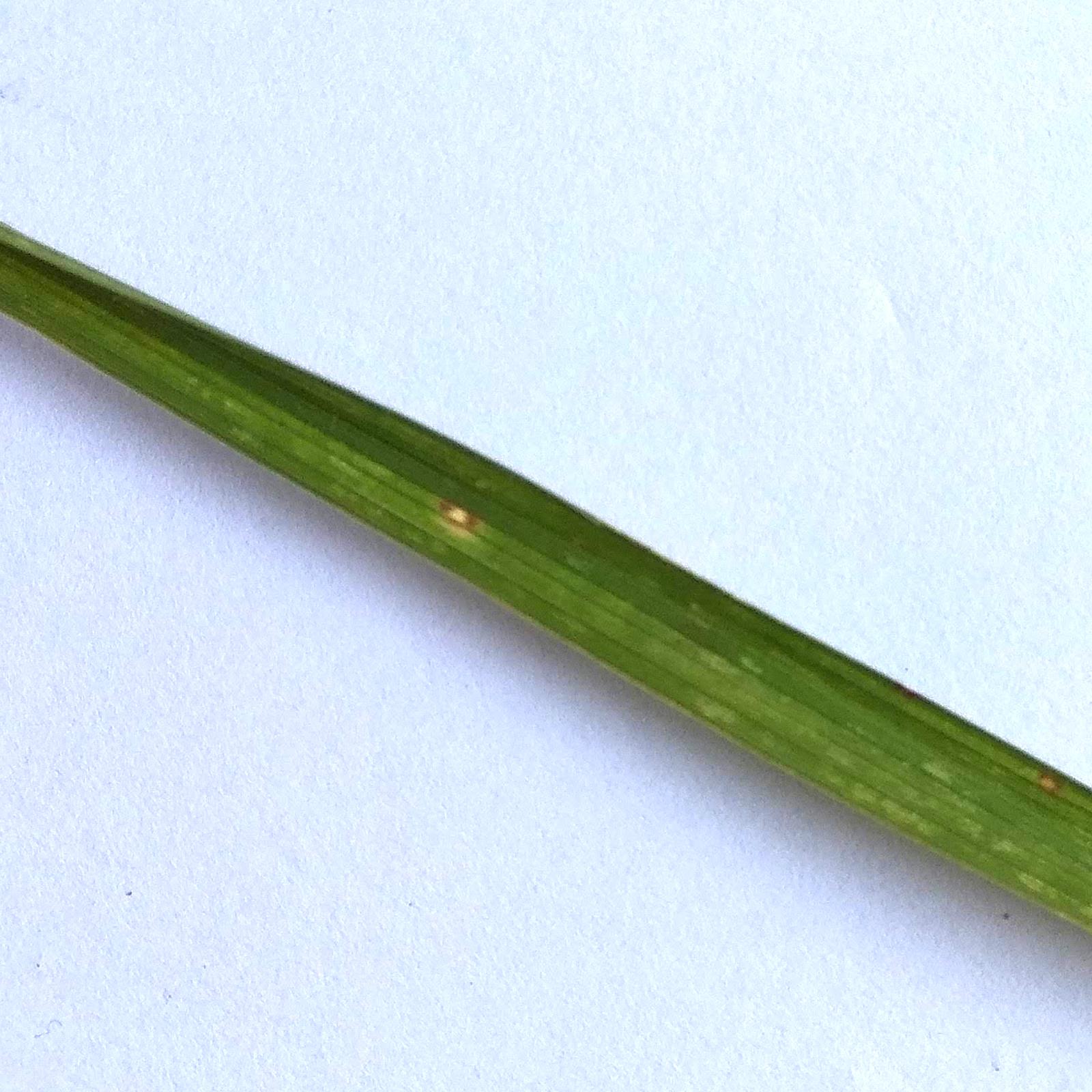 Leaf Blast Object Detection Dataset by Rice DISEASE DATASETS