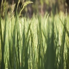 Crop Classification Object Detection Model by Smart Agriculture