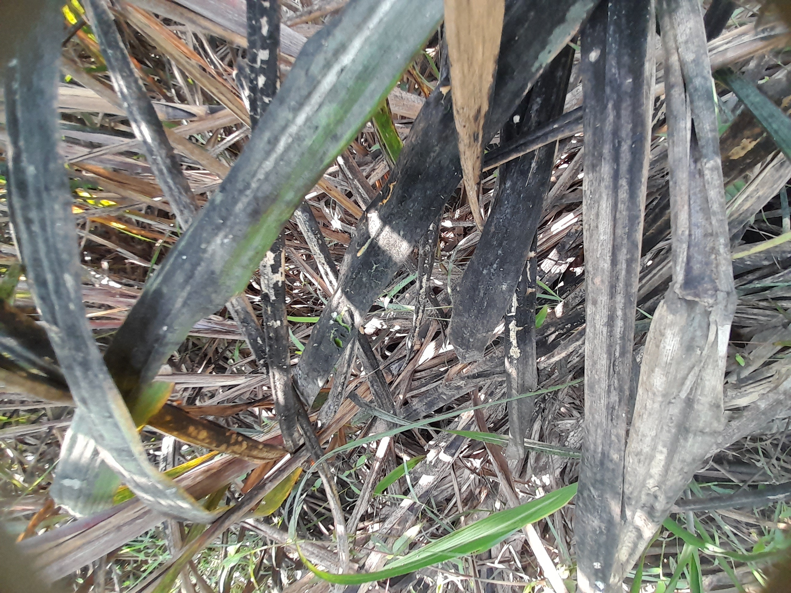 Sugarcane Sooty Mold Object Detection Dataset And Pre Trained Model By Sugarcane S M