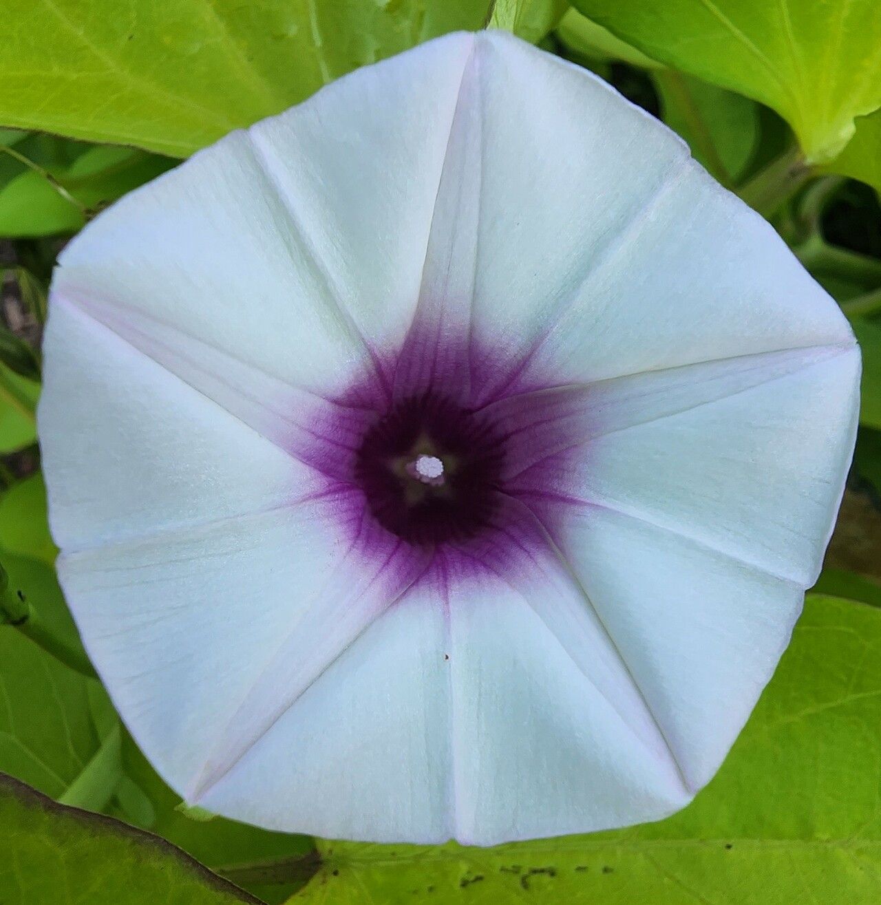 di kinaya Object Detection Dataset by Sy