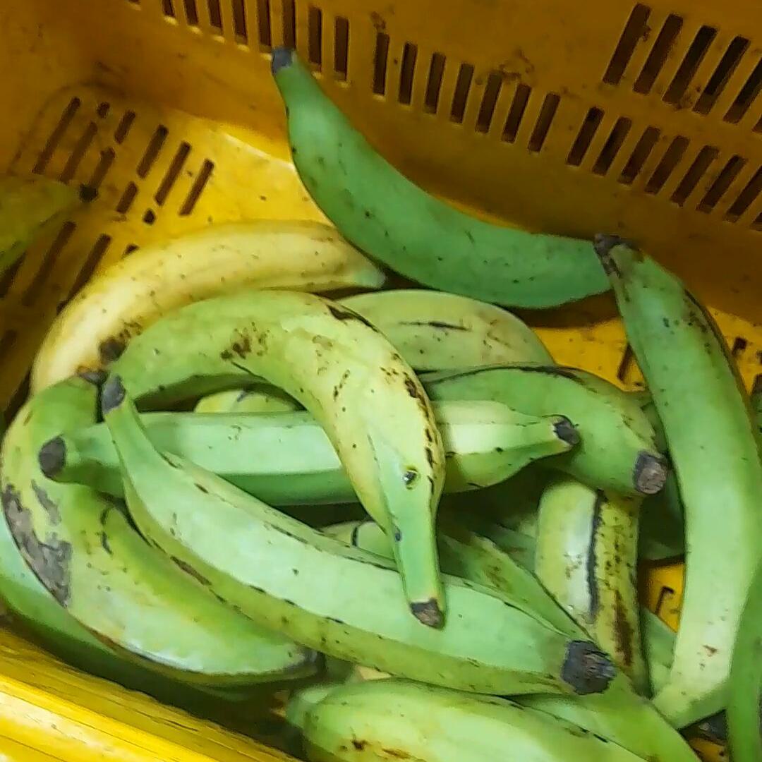 Banana Detection Sv3 Object Detection Dataset And Pre Trained Model By