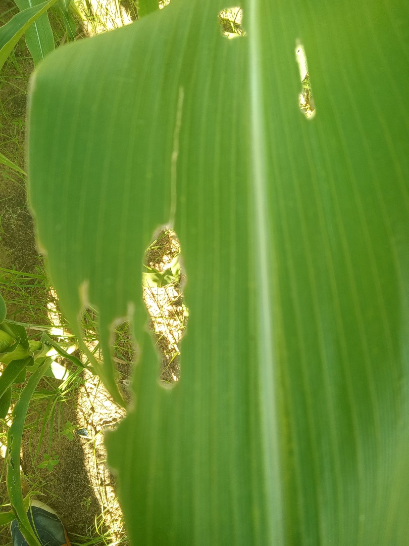 Maize Object Detection Dataset By Indabax