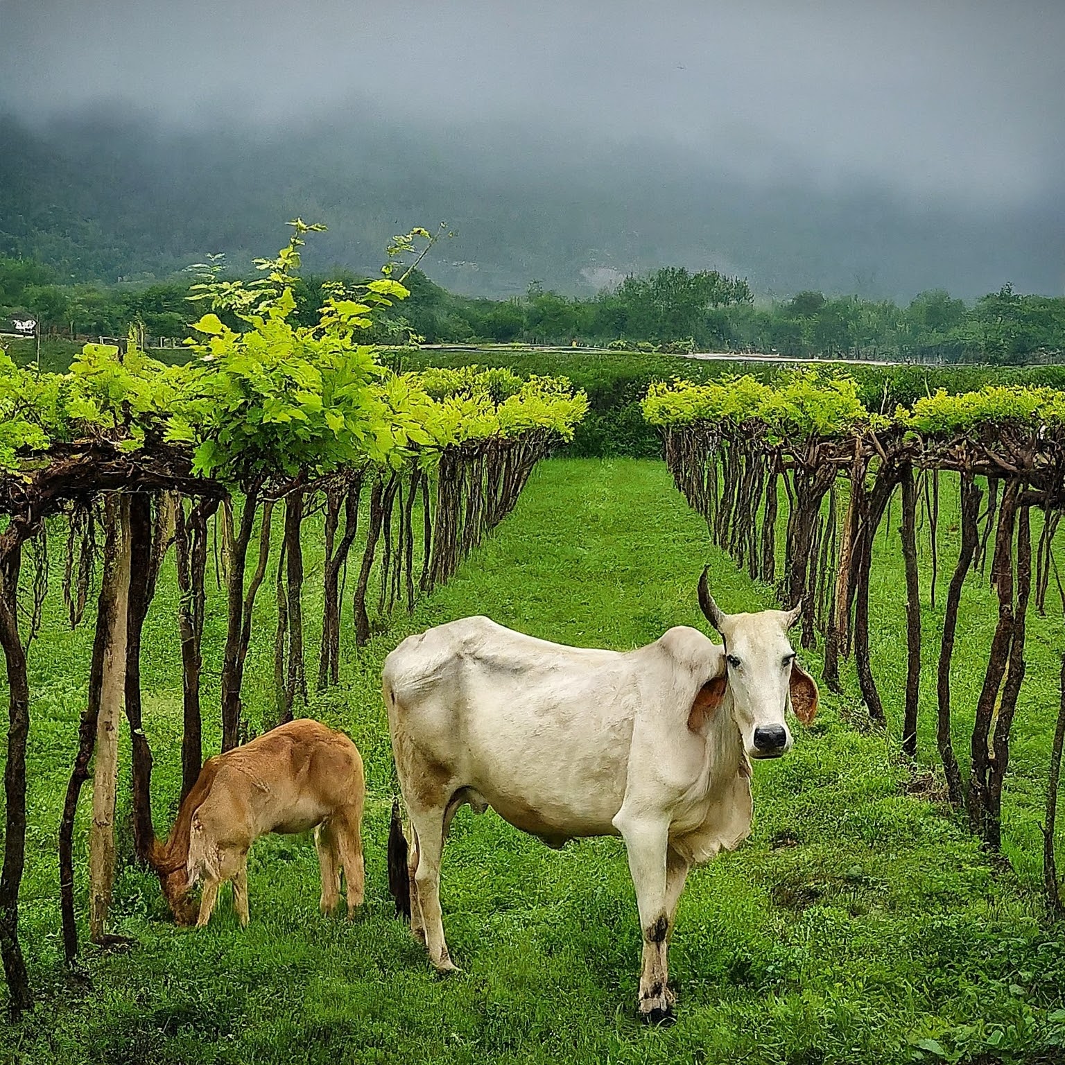 cow Instance Segmentation Dataset by akash work