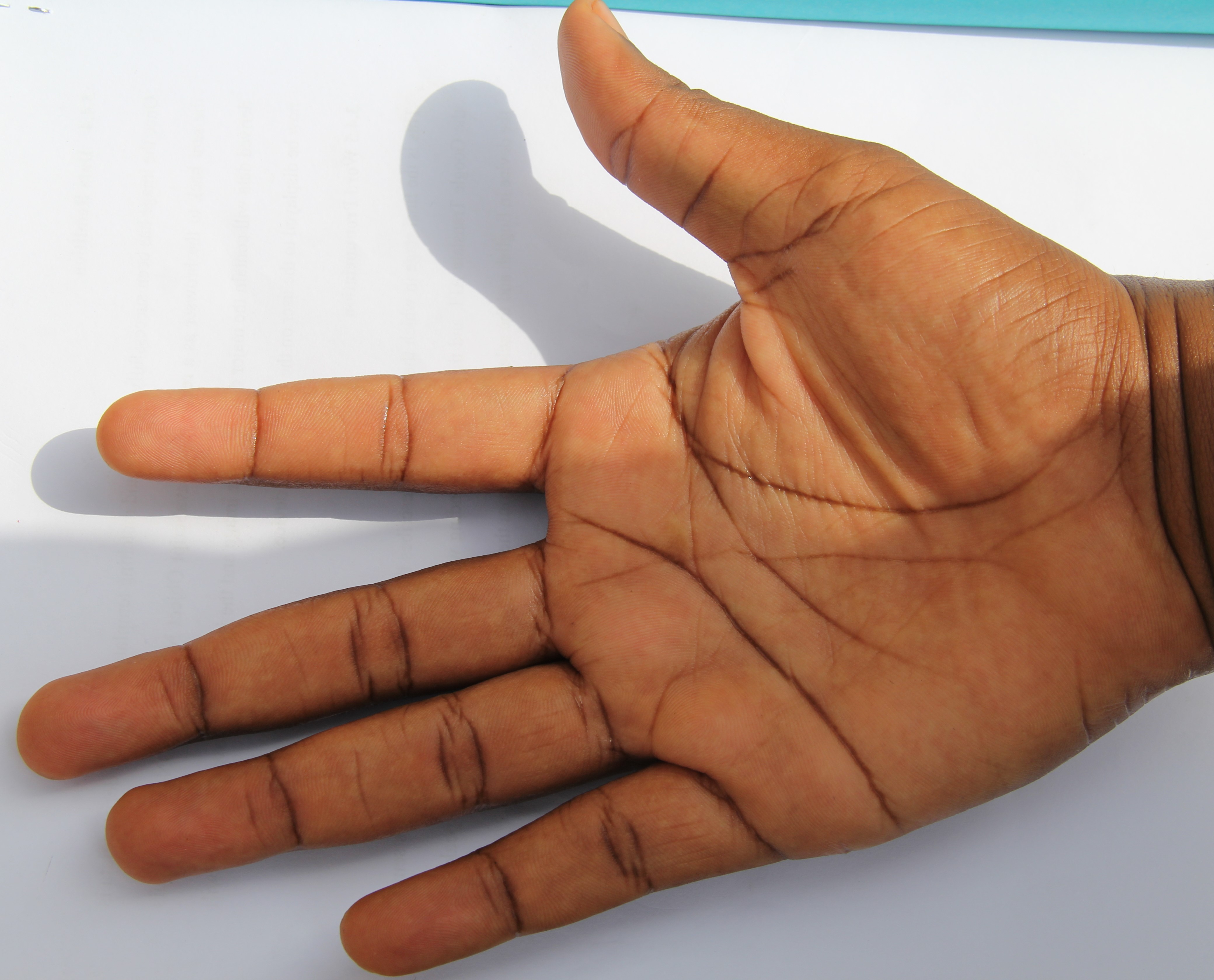 How to Use the palmistry Instance Segmentation API