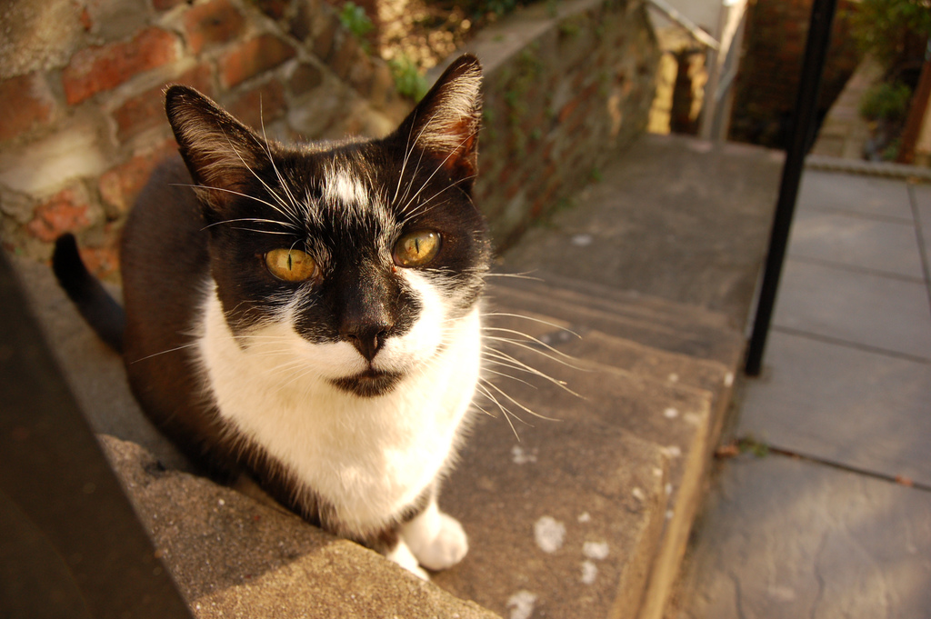 Cat Face - Roboflow Universe