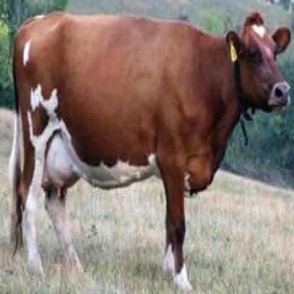 Cow Detection Object Detection Model by Goldi Rawat