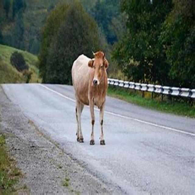 Cow Detection Object Detection Dataset V3 2024 03 14 1 01am By Goldi