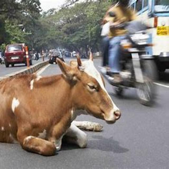 Cow Detection Object Detection Dataset By Goldi Rawat