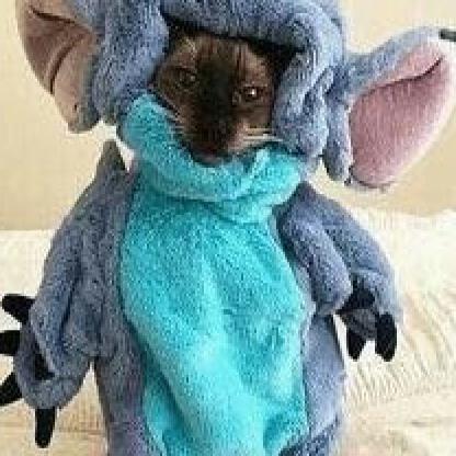 PanKot dataset - Roboflow Universe