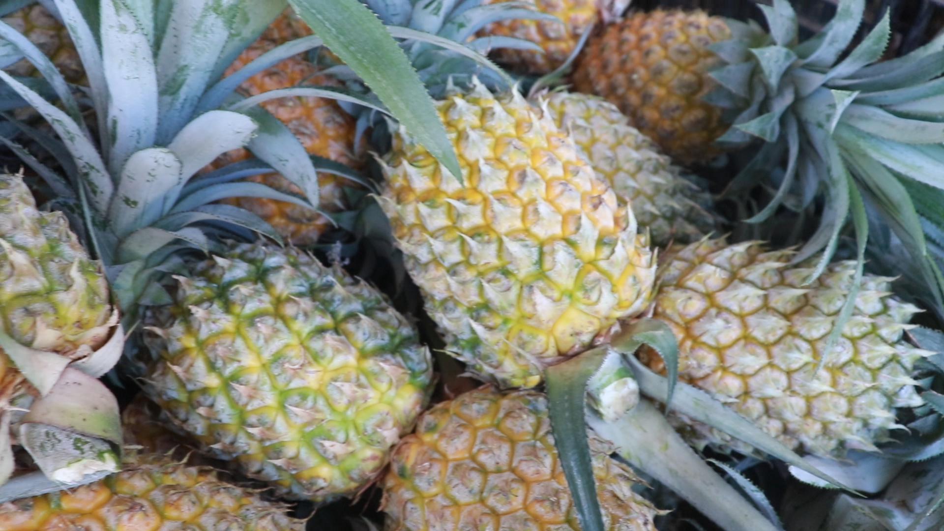 Pineapple-Data Object Detection Dataset by Gan Nhan