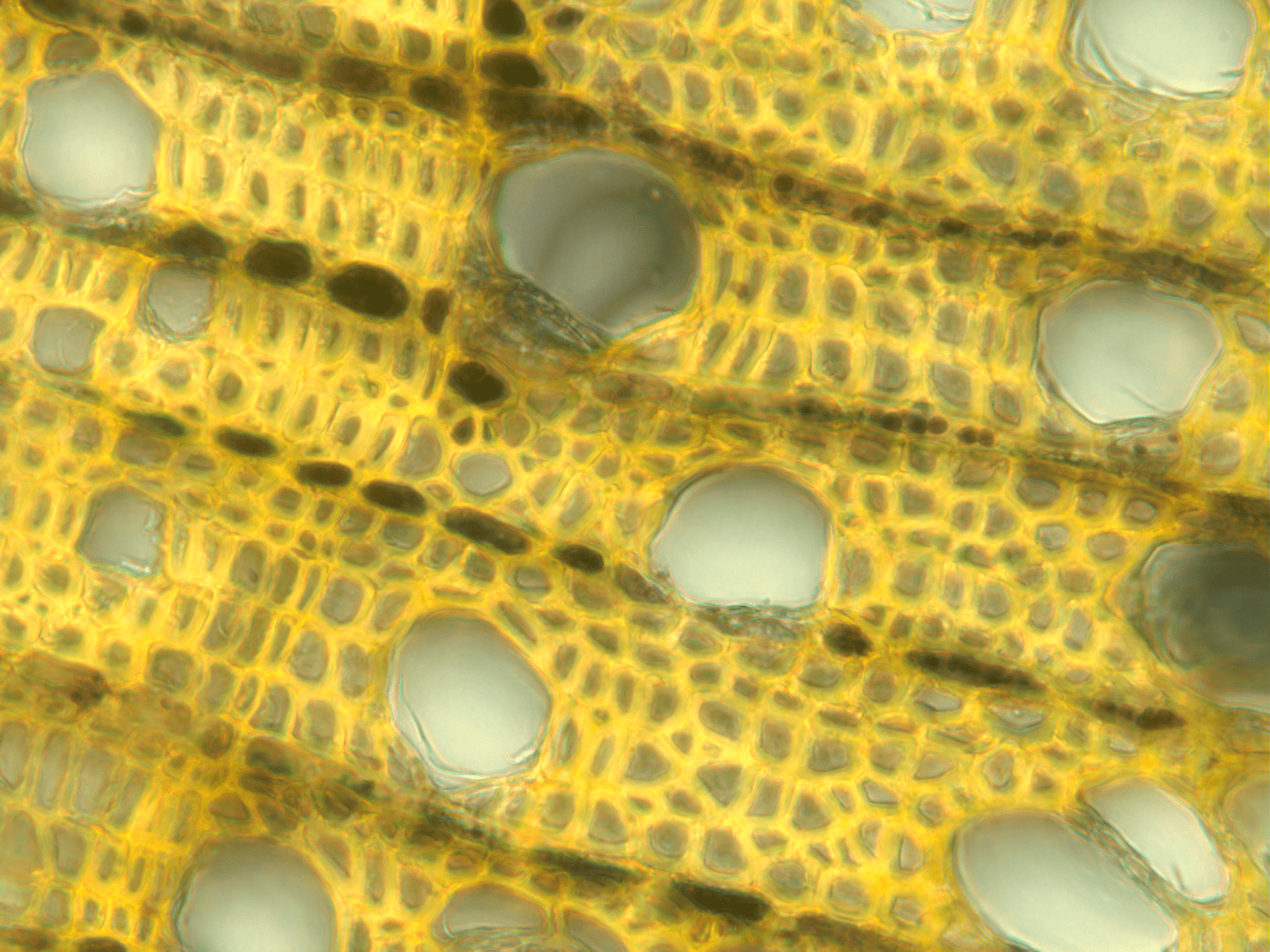 Xylem Annotations Object Detection Dataset And Pre Trained Model By