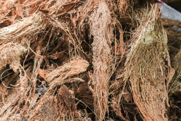 Coconut Fiber Dataset Object Detection Dataset By Ai Task 3