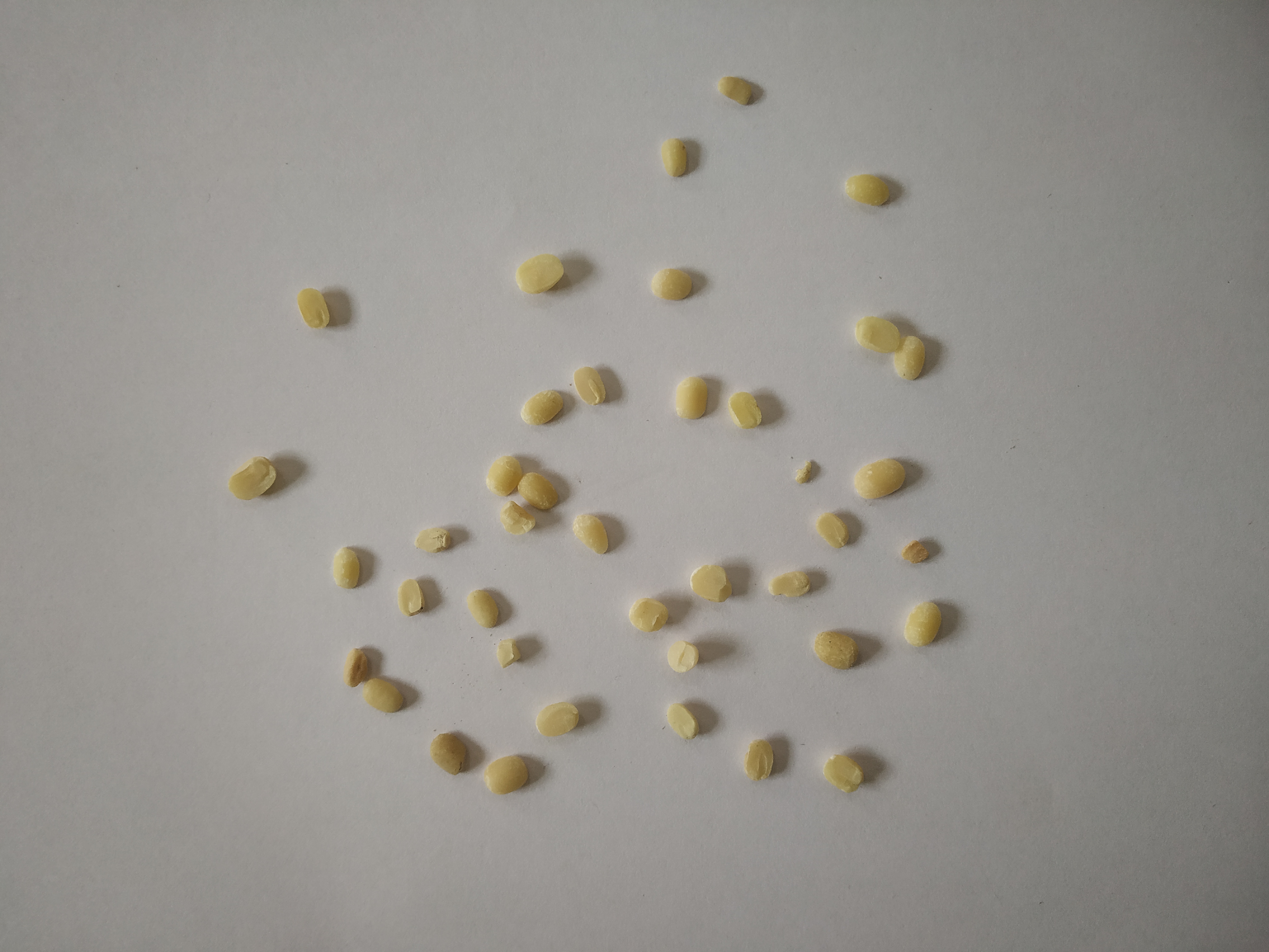 urad dal Object Detection Dataset by Testing