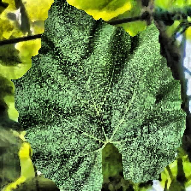 GRAPES Object Detection Model by PROJECT