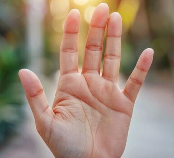 Palm Line Segmentation Instance Segmentation Dataset And Pre Trained Model By Palm Reading Test