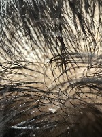 Hair test 1 - Roboflow Universe