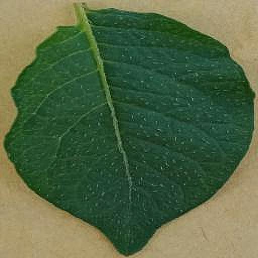 Harmonal acne Instance Segmentation Dataset by Harmonal acne