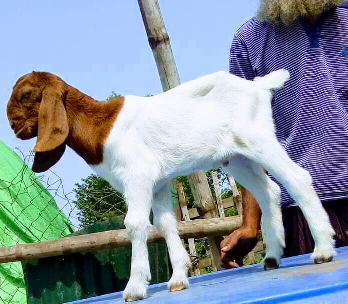 Goat counting Object Detection Dataset and Pre-Trained Model by Goat