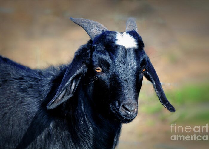 Goat_Detect__Count Object Detection Model by Goat