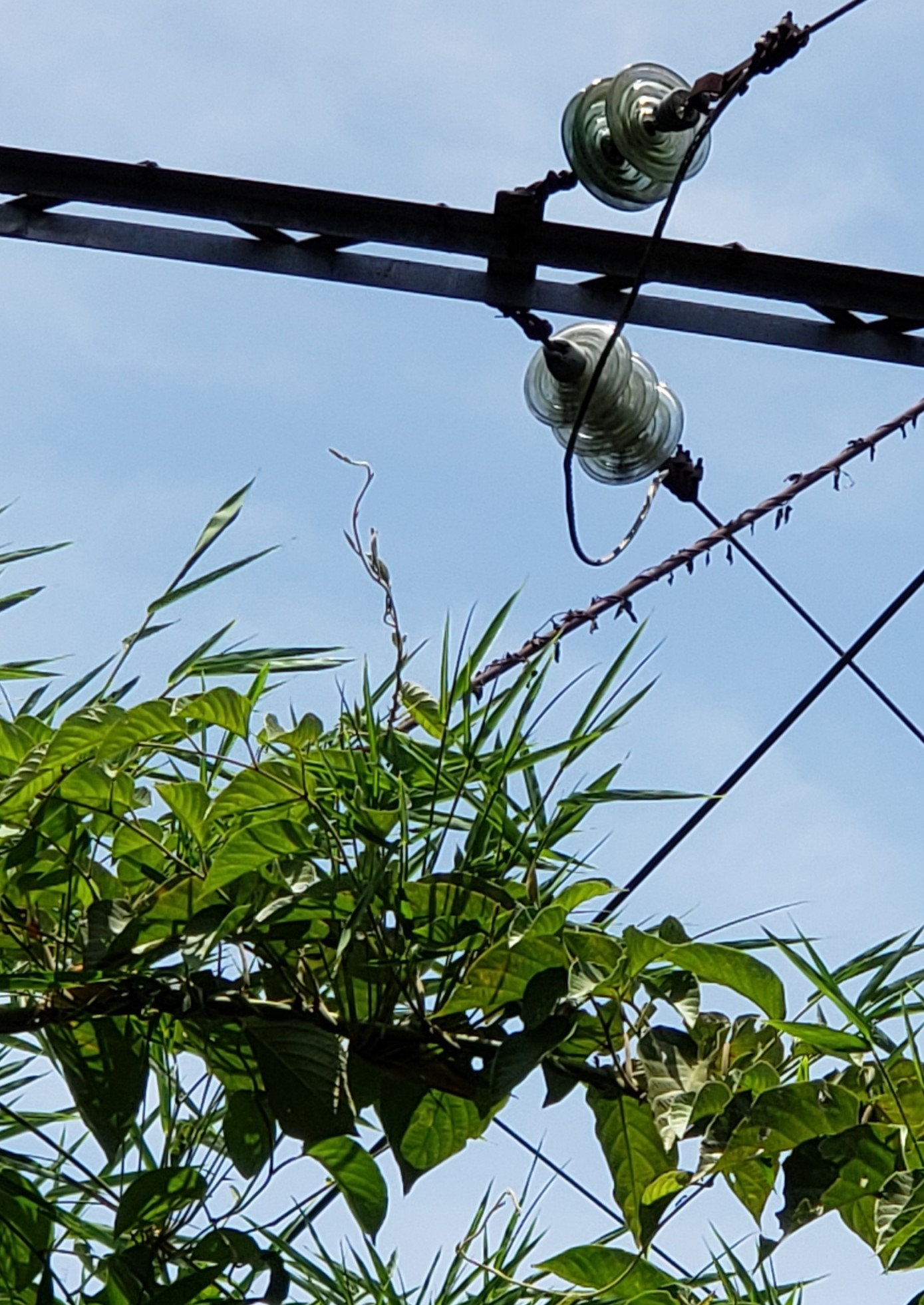 35. TT cach dien thuy tinh vo TT Object Detection Dataset by BDPC AI GD3