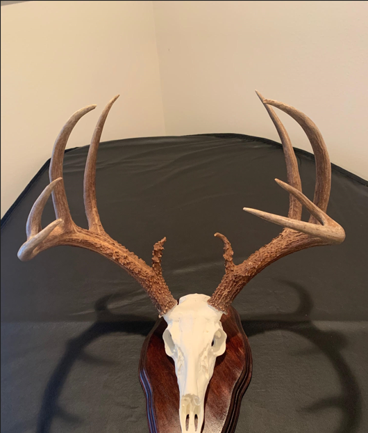 Antler_detection Instance Segmentation Dataset and Pre-Trained Model by NimbleAppGenie