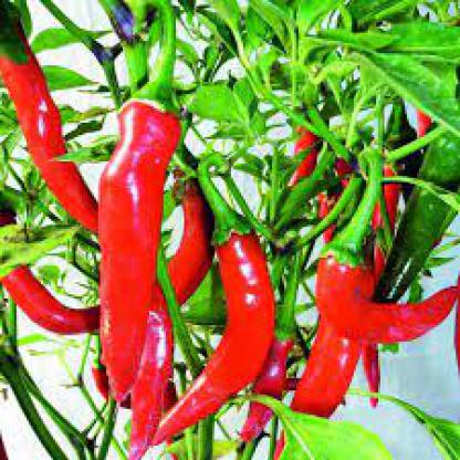 Object detection Object Detection Dataset and Pre-Trained Model by ai soft