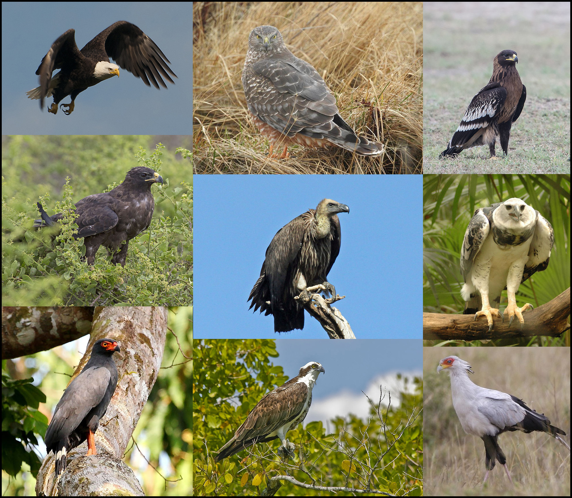 Eagles Object Detection Dataset V1 2024 02 22 2 44pm By 20242nssem Taji Abdelaziz 3c