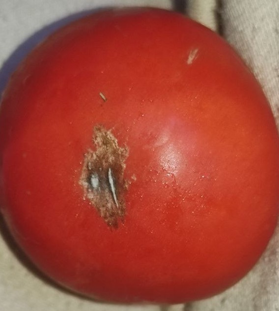 tomato Object Detection Model by Object detection