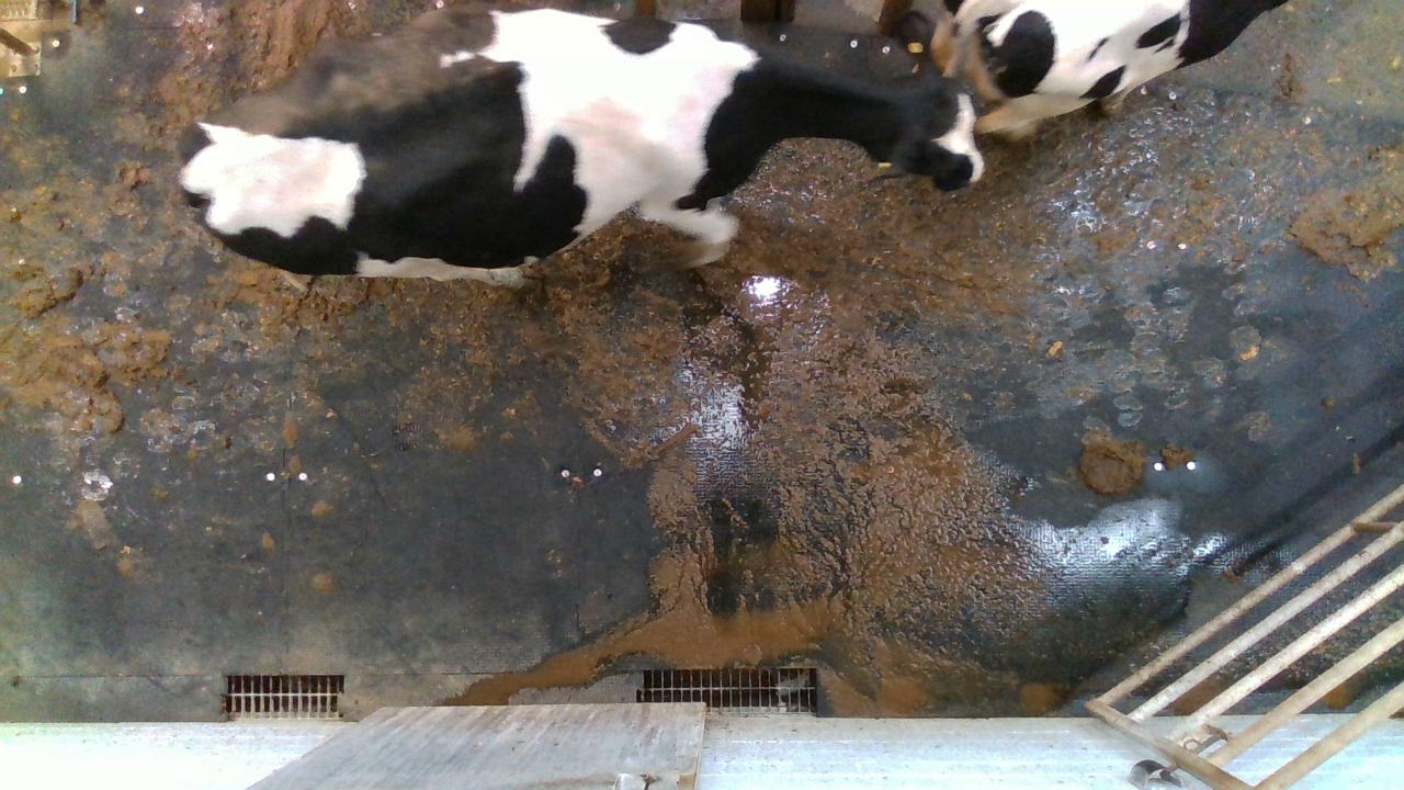 Cows Object Detection Dataset By Project01
