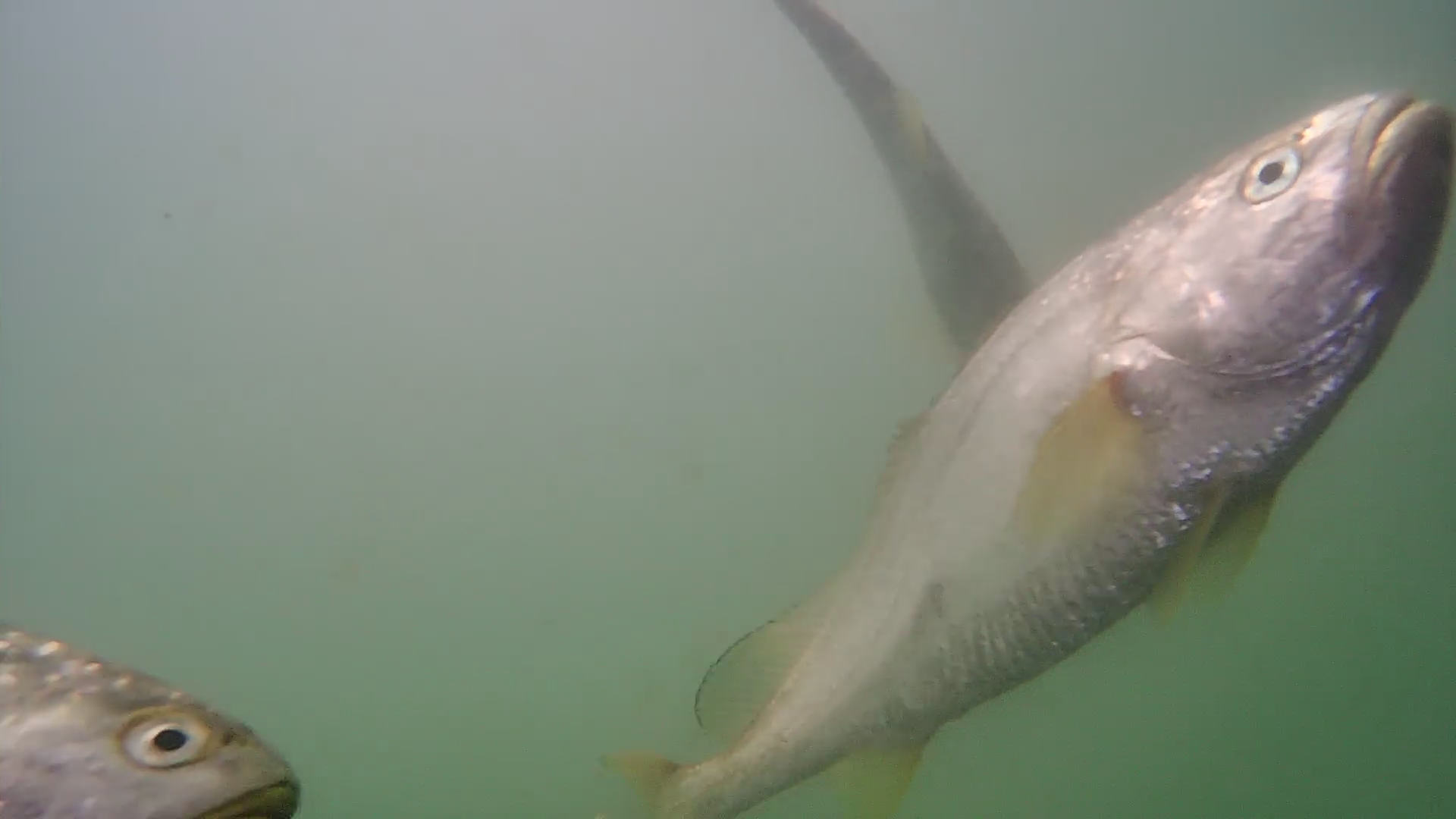 fish Keypoint Detection Model by fish